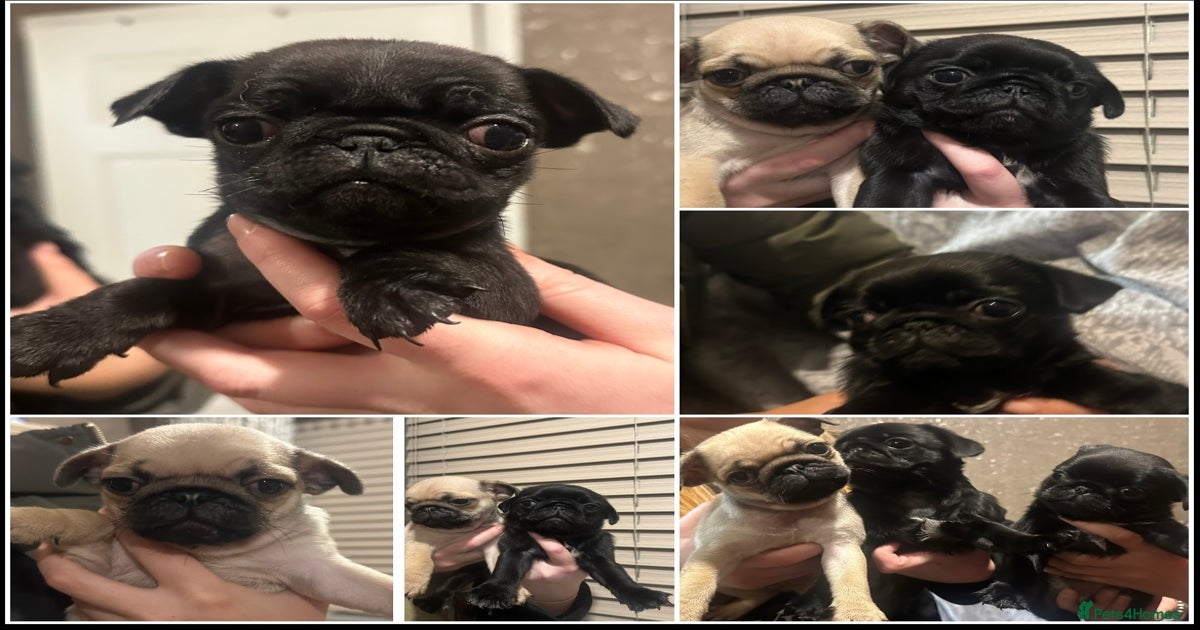 PUG PUPPIES for sale in Liverpool | Pets4Homes