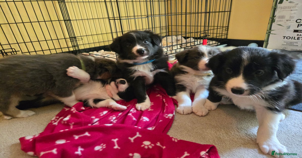 KC Border Collie Pup - 1/6 left for sale in London | Pets4Homes