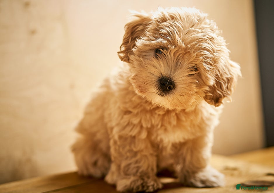 Chipoo puppies for sale | Pets4Homes