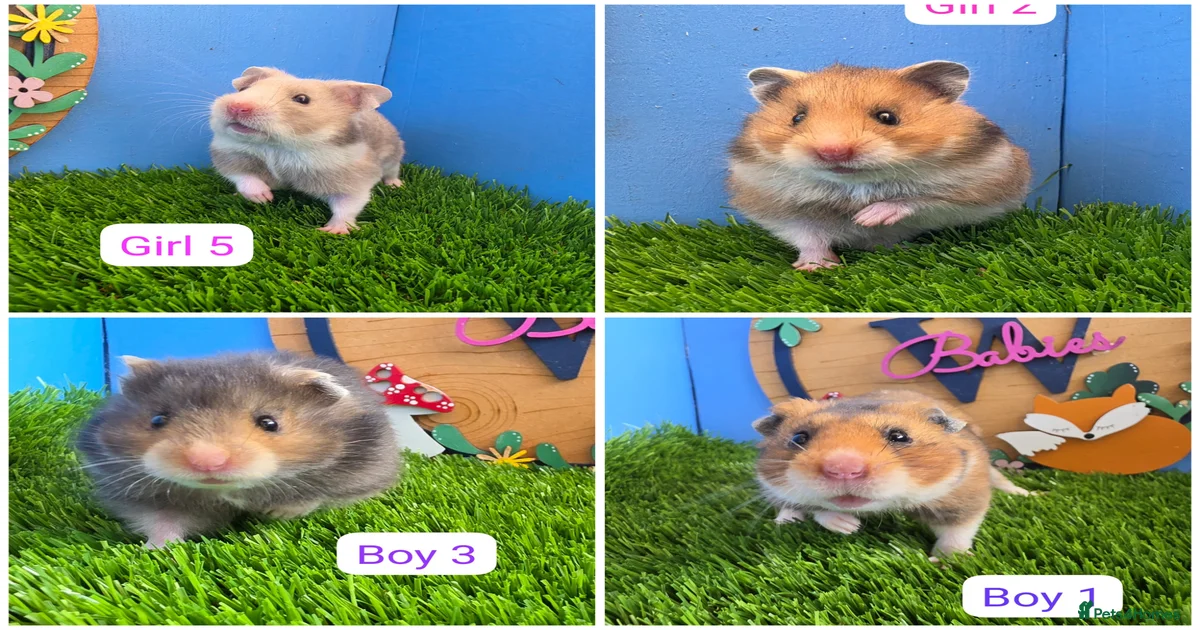 Rodents for sale | Pets4Homes