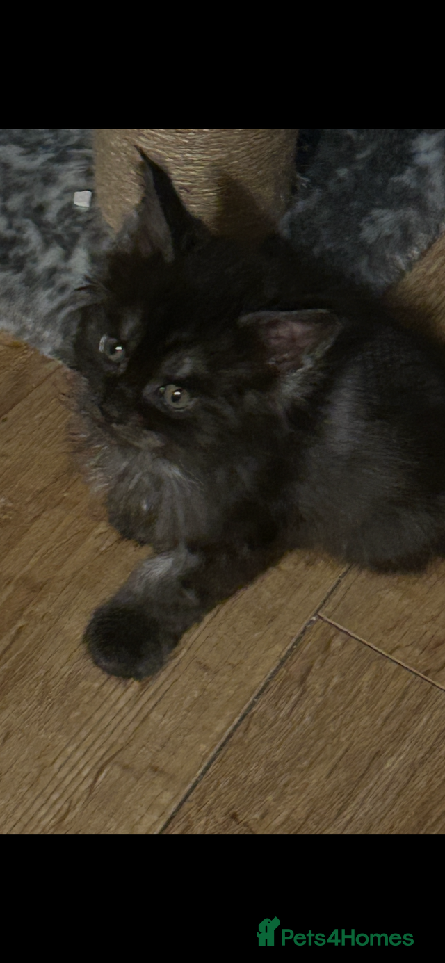 8 beautiful mainecoon kittens for sale for sale in London | Pets4Homes