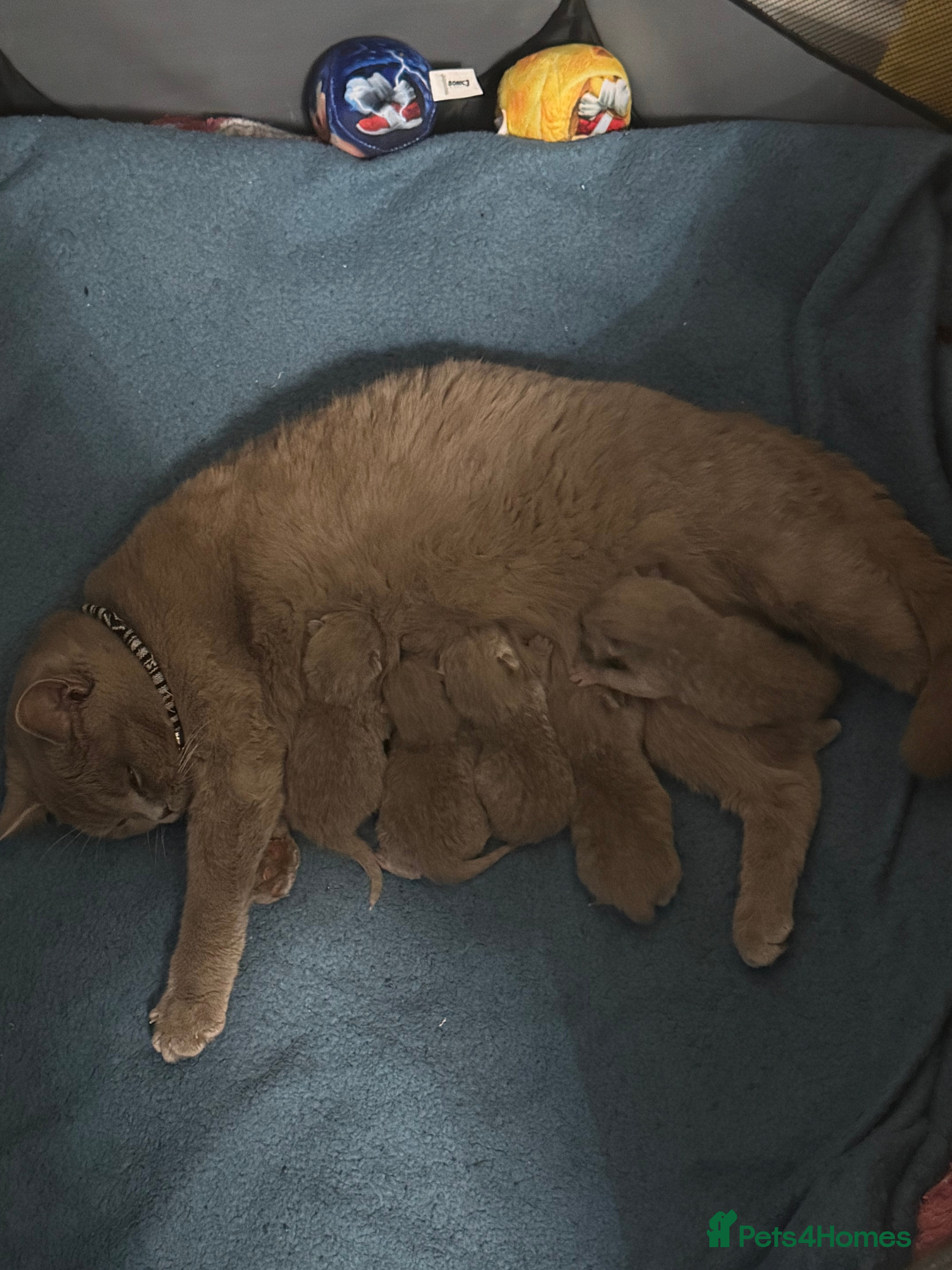 Beautiful and cute kittens for sale in Sheffield | Pets4Homes