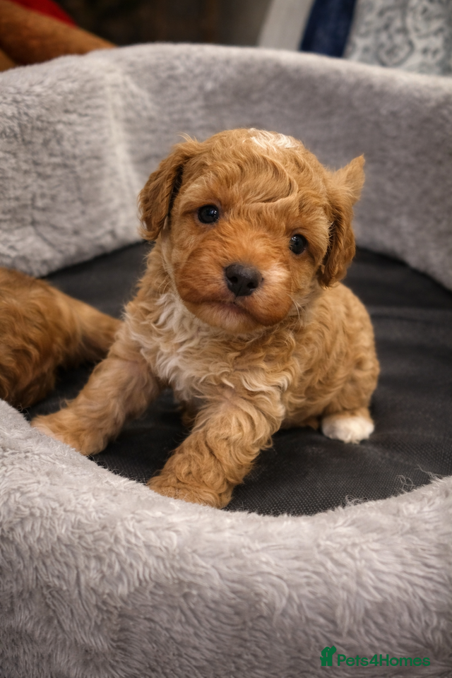 🐶 Adorable Korean Maltipoo Puppies – Ready Soon! for sale in ...