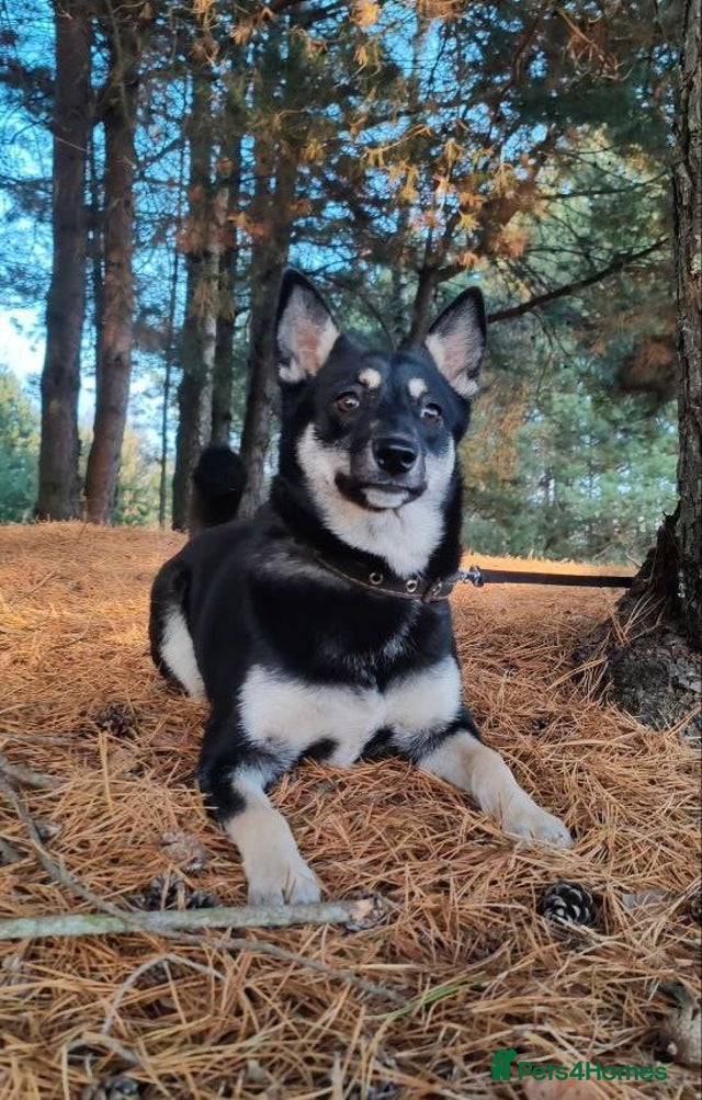 JULIA – German Shepherd (Female) for adoption in West Malling | Pets4Homes