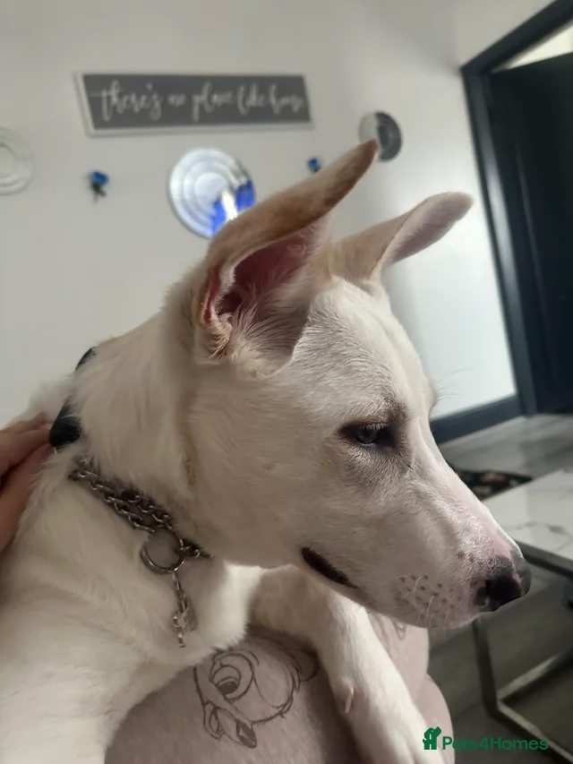 Mixed Belgian Malinois for sale in Wolverhampton | Pets4Homes