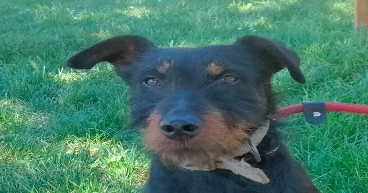 Jagdterrier Dogs for adoption in Belper, Derbyshire | Pets4Homes