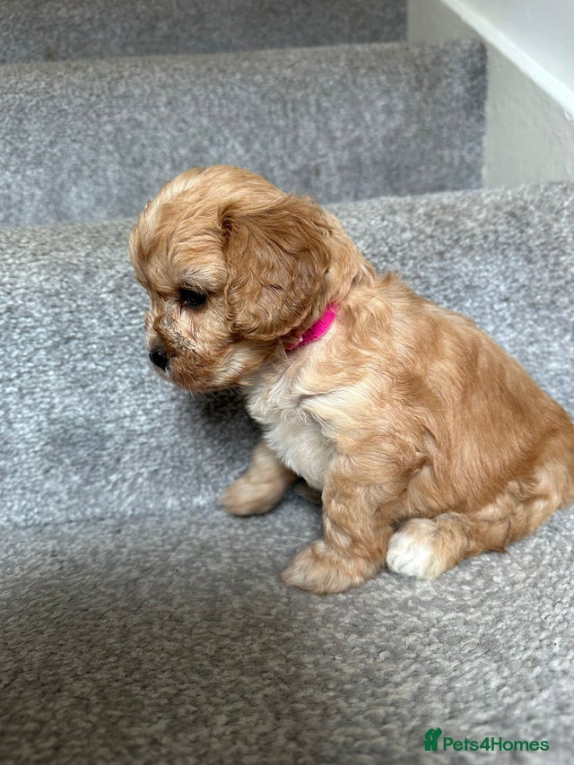 ♡Absolutely Beautiful F1 Champagne Cavapoo Babies♡ for sale in Bromley ...