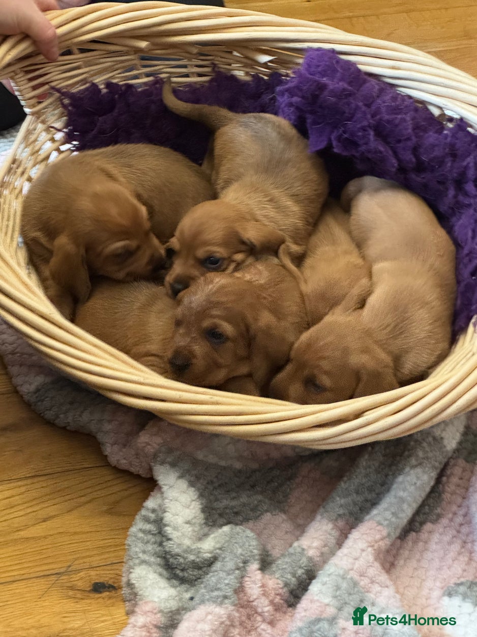 Basset Fauve De Bretagne Dogs Breed - Information, Temperament, Size ...