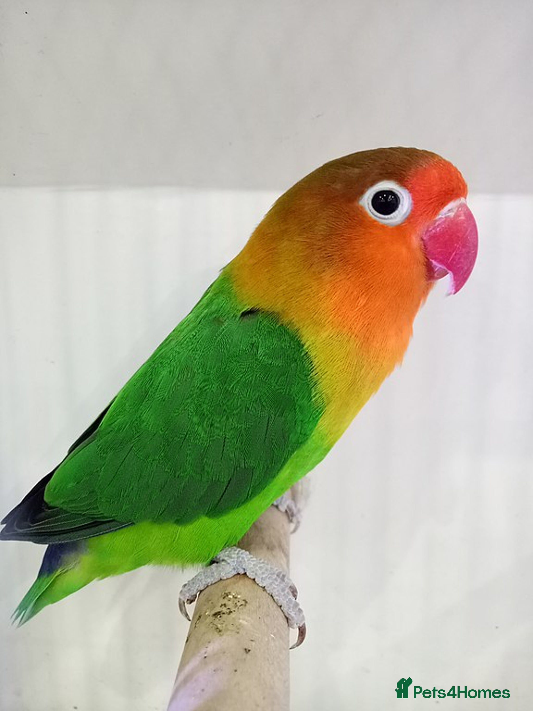 Canaries birds for sale | Pets4Homes