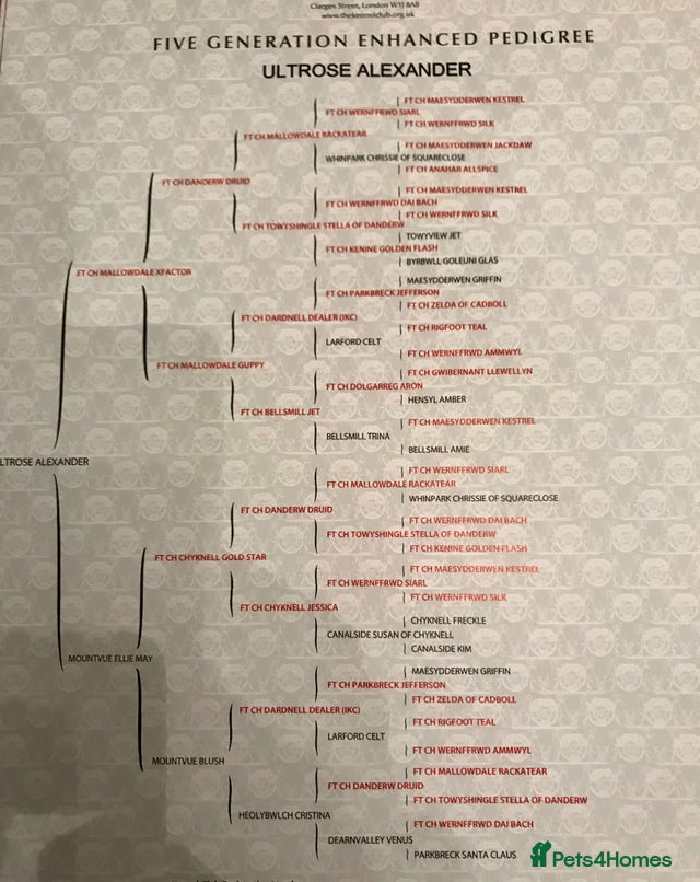 🦊FOX RED🦊 KC REG WORKING COCKER SPANIEL AT STUD for stud in Halifax ...
