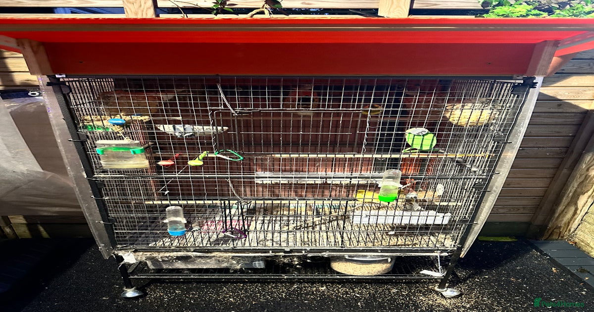 Cage with 12/15 zebra finches and 3 canaries for sale in London ...