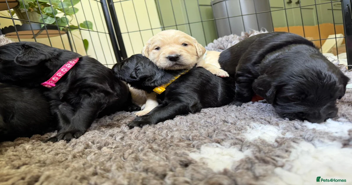 Collie cross Puppies for sale | Pets4Homes