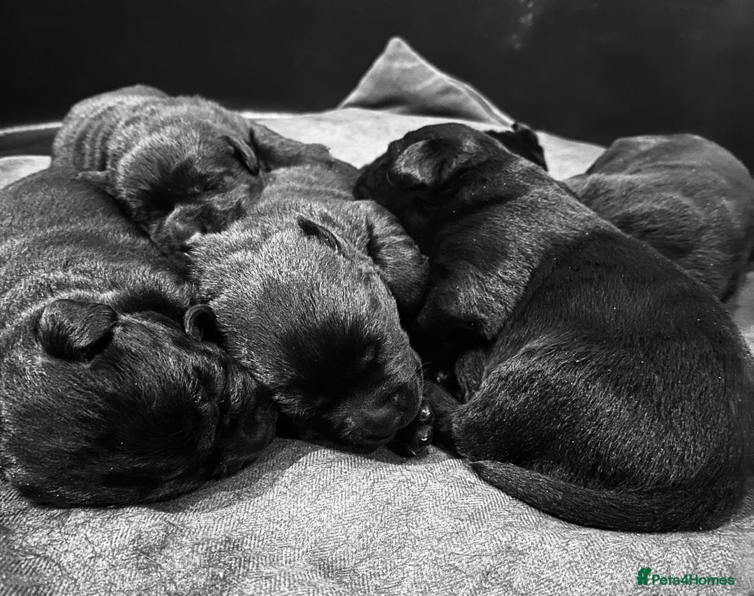 KC registered Labrador Puppies for sale for sale in Berwick-upon-Tweed ...