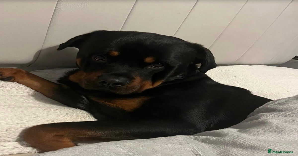 2 year old male Rottweiler rocco for sale in Bishop Auckland | Pets4Homes
