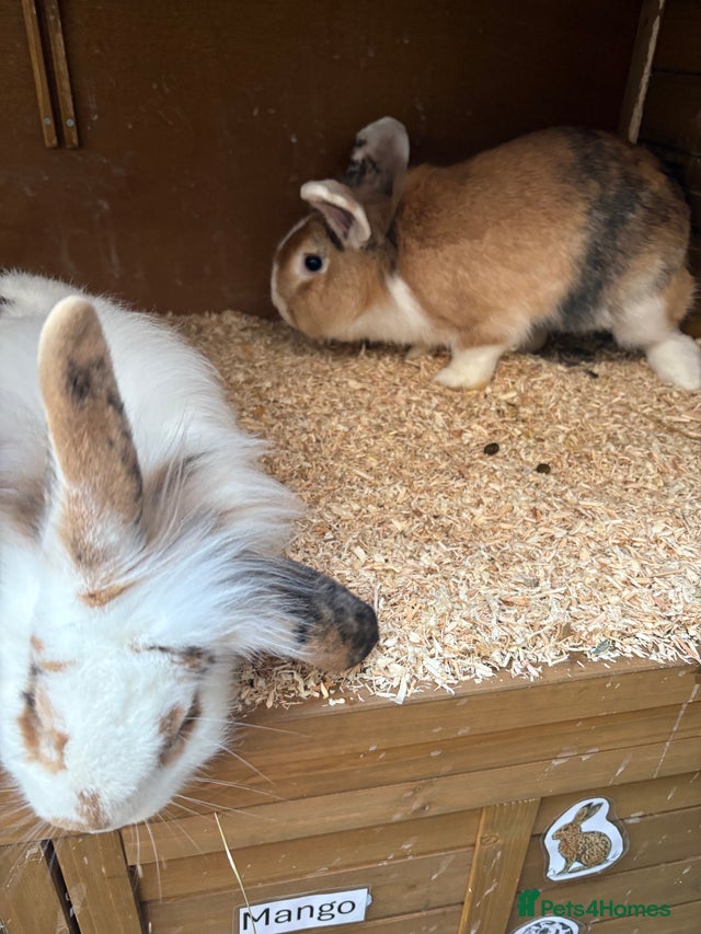 2 bonded 1 year old lion lop sisters for sale in Stowmarket | Pets4Homes