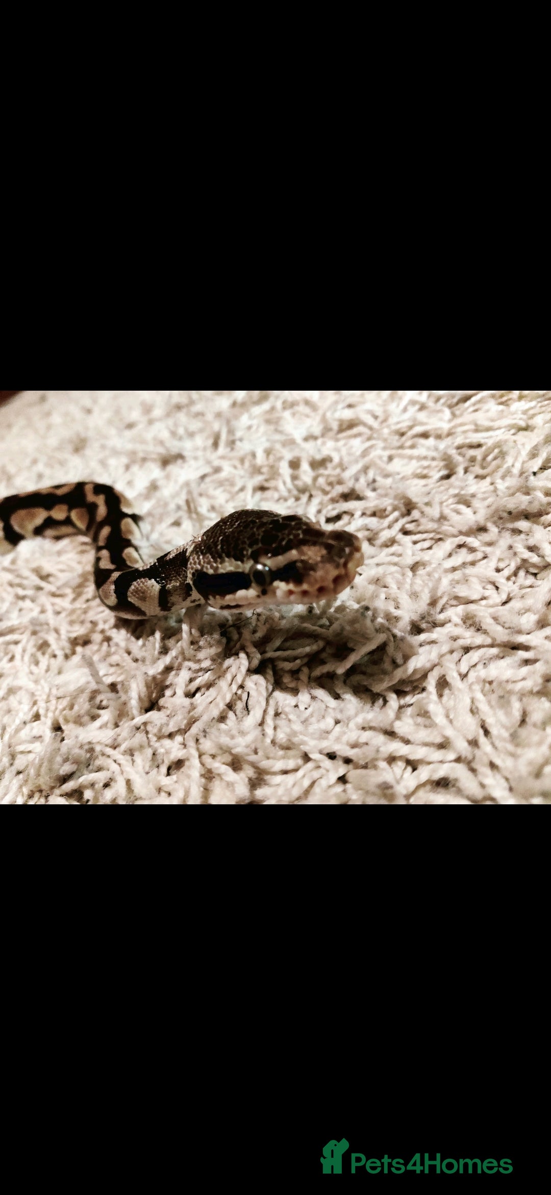 Royal python and viv set up for sale in Maidstone | Pets4Homes