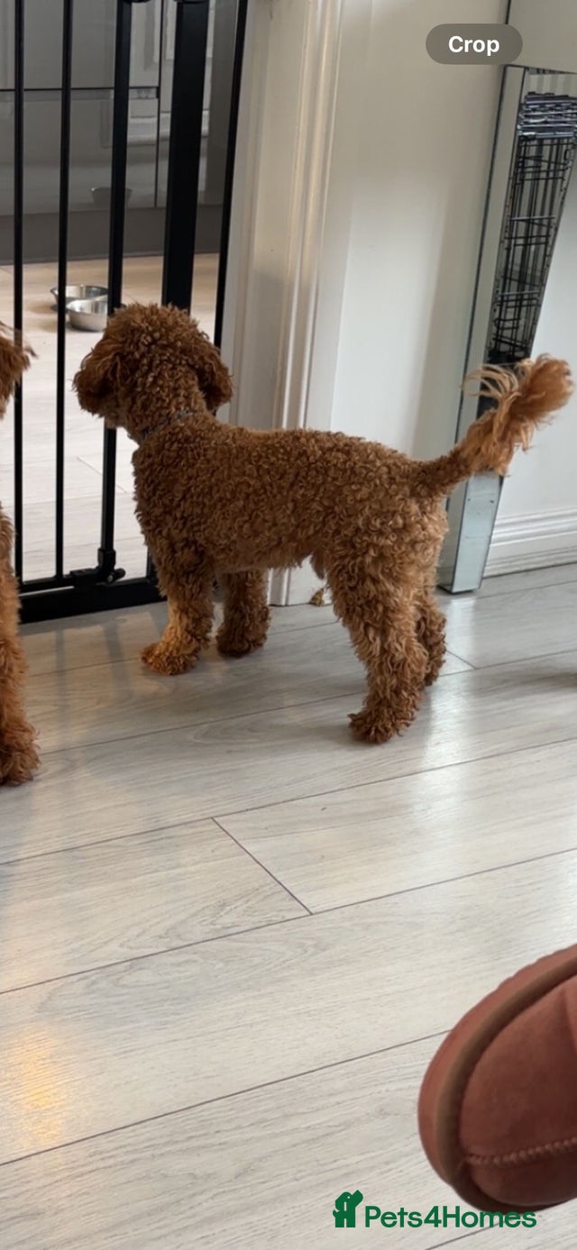 Toy cockapoo for stud!! for stud in Durham | Pets4Homes