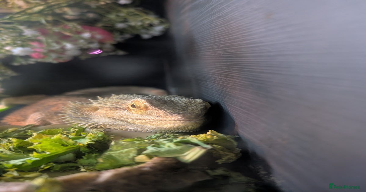 Bearded dragon for sale in Bury Saint Edmunds | Pets4Homes