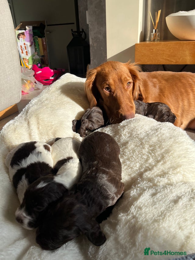 2 female working sprocker spaniel puppies for sale in Wigan | Pets4Homes