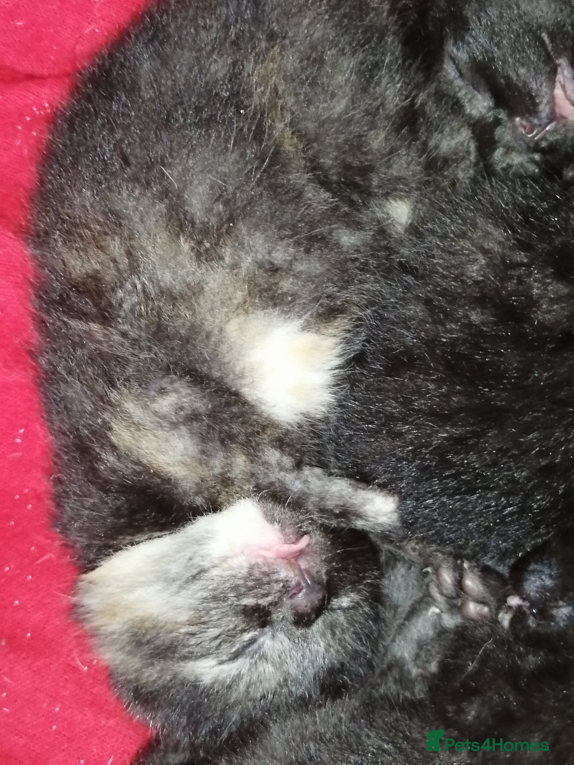 Squirrel Pets & Animals for sale | Pets4Homes