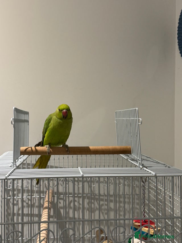 Young Green Ringneck Parakeet with cage for sale in London | Pets4Homes