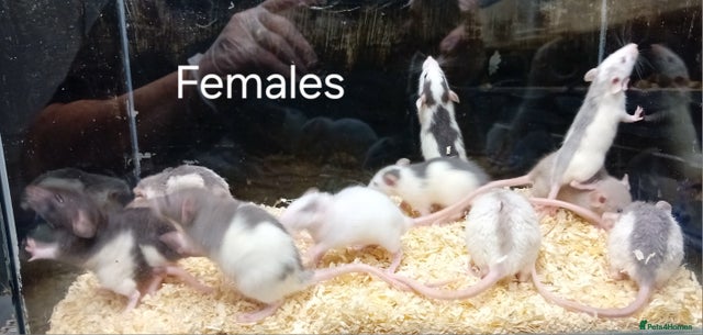 Dumbo Rats , Normal furred - Rex - Nakeds for sale in Wolverhampton ...