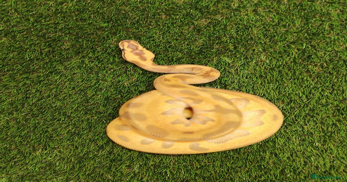 Female super pastel, leopard, enchi for sale in Ellesmere Port | Pets4Homes