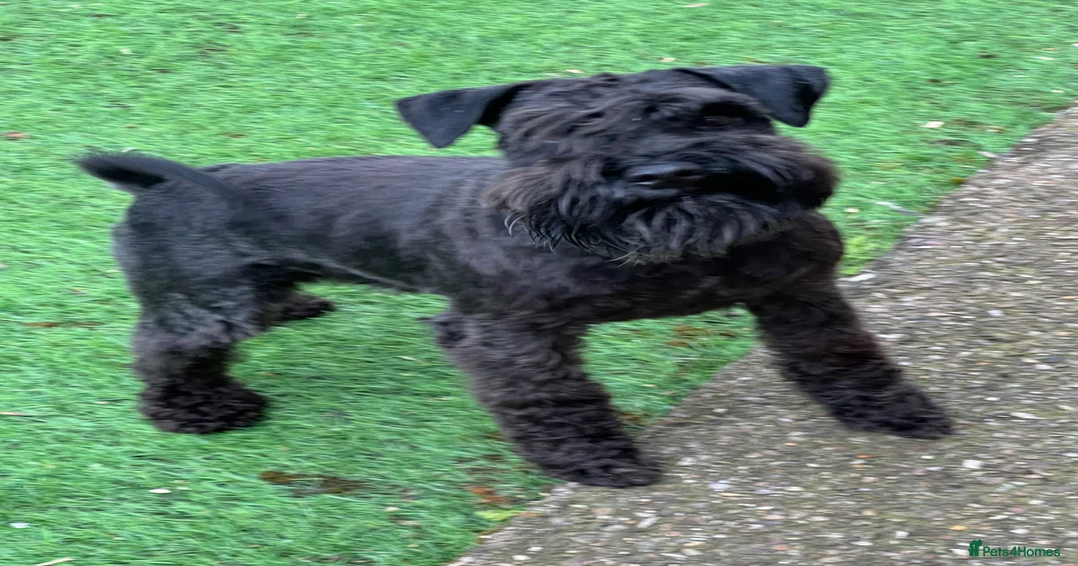 KC reg miniature schnauzer adult boy for sale in Newark | Pets4Homes