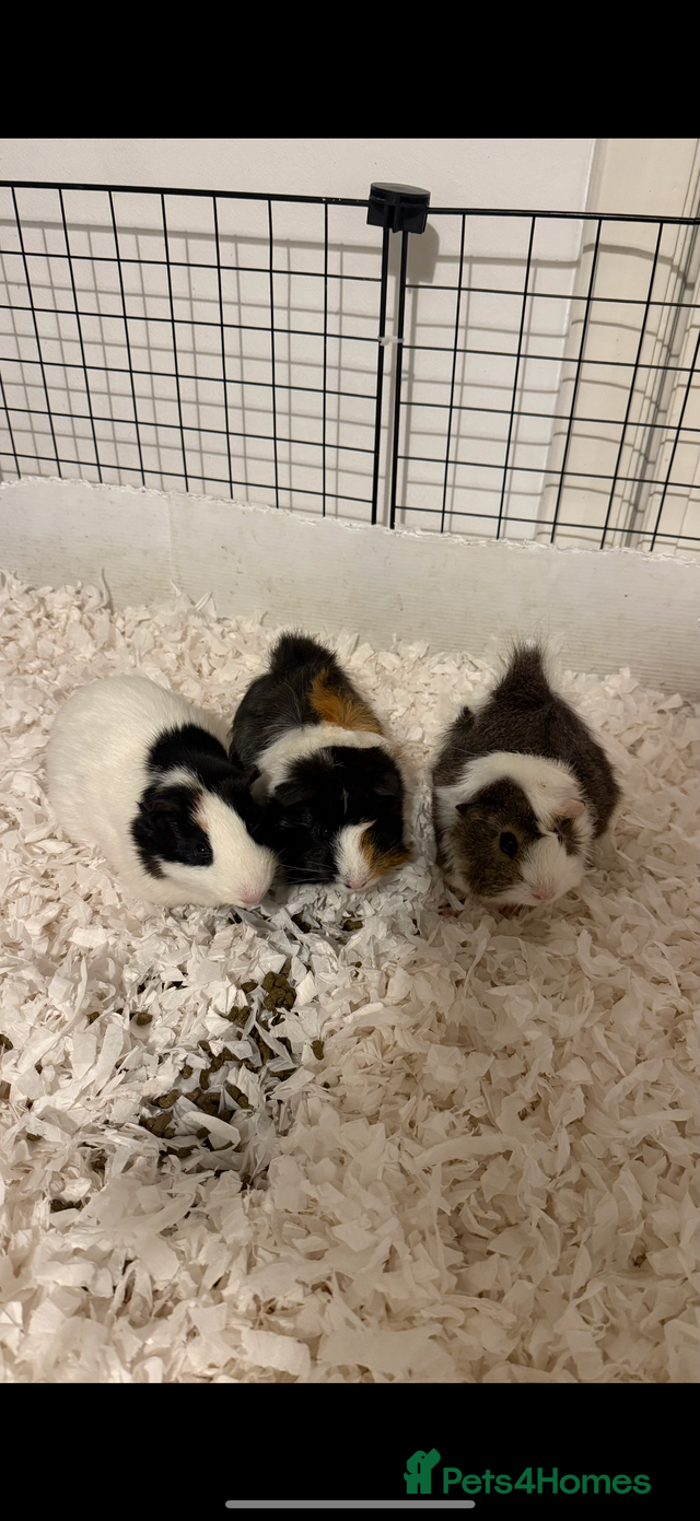 3 Female Guinea Pigs for sale in Ilkeston | Pets4Homes