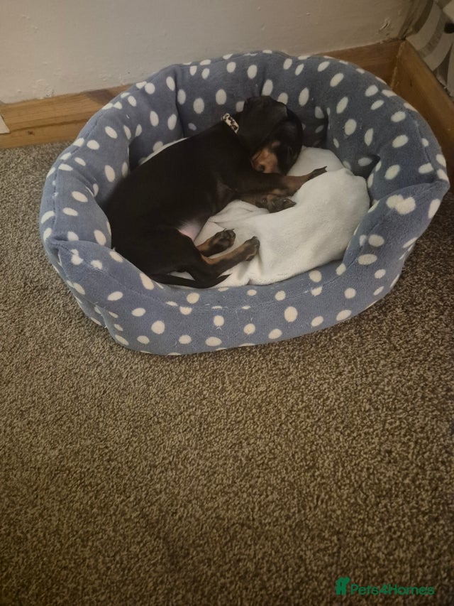 Miniature Dachshund for sale in Stoke-on-Trent | Pets4Homes