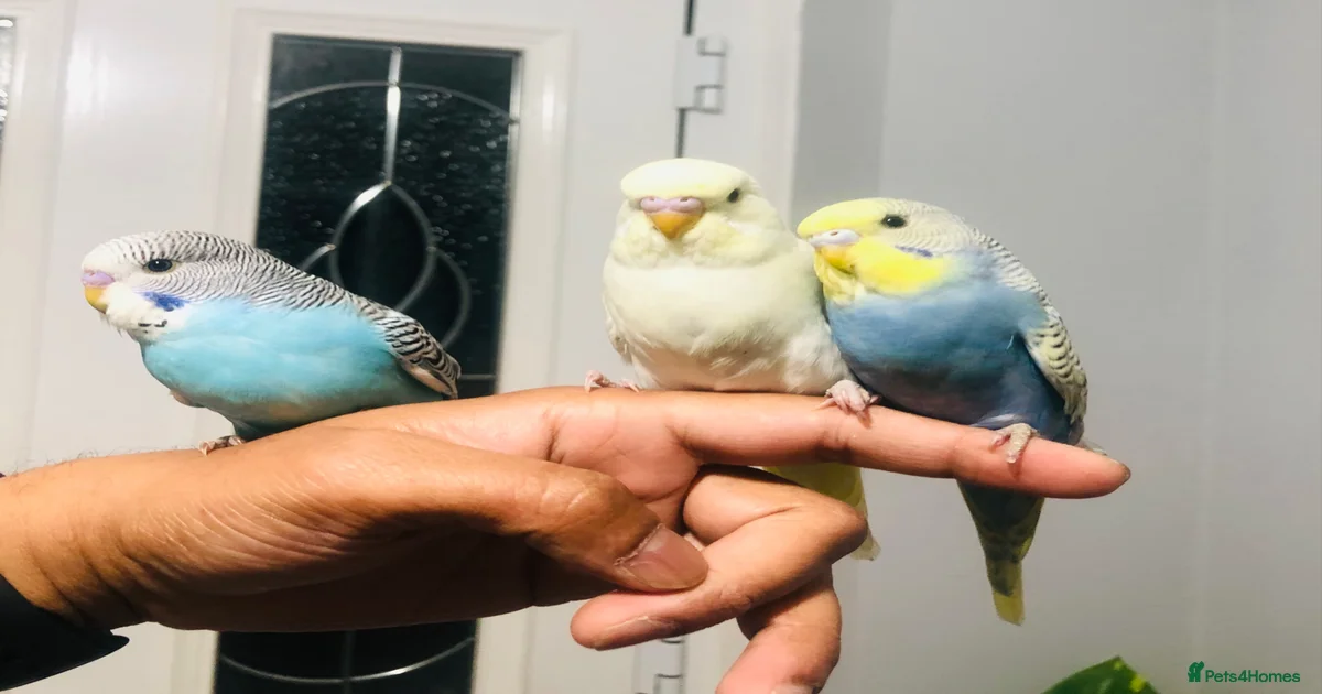 Birds for sale | Pets4Homes