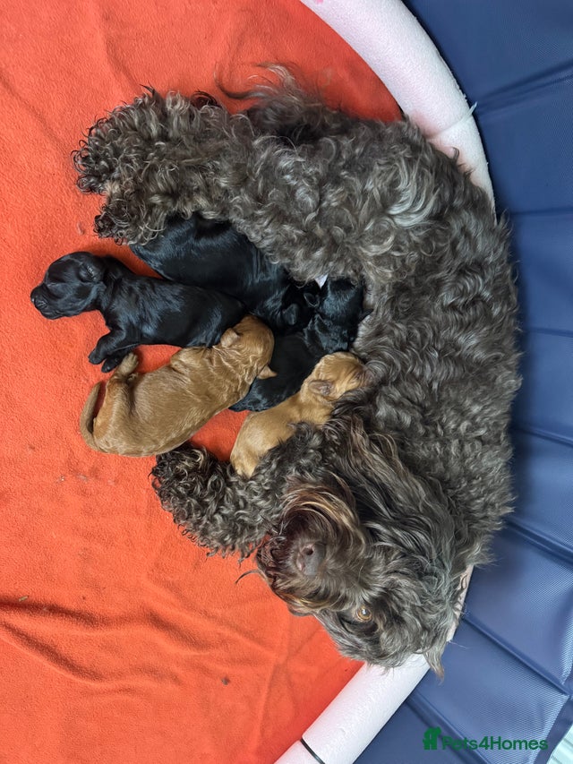 F1b cockapoo puppies for sale in Seaford | Pets4Homes