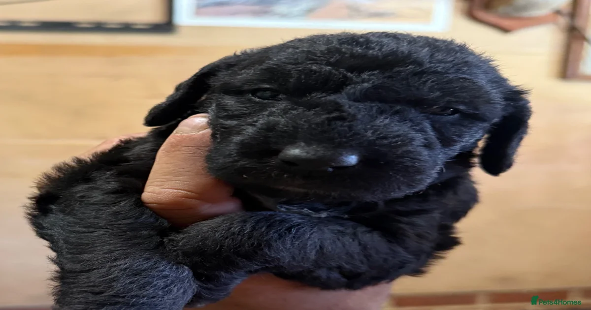 Bedlington whippet Puppies for sale | Pets4Homes