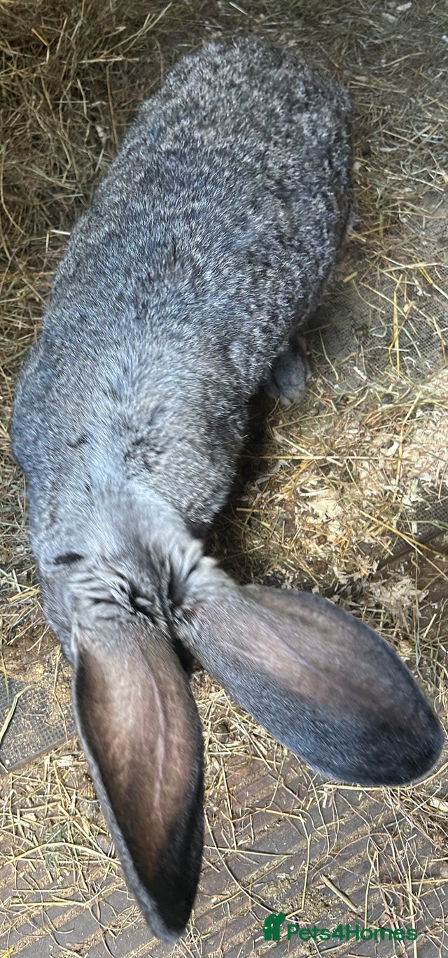 WE HAVE GOT THE WORLDS BIGGEST RABBITS for sale in Worcester | Pets4Homes