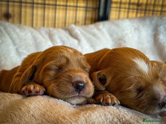 Beautiful Deep Dark Red Cockerdors Cockadors for sale in Sleaford ...
