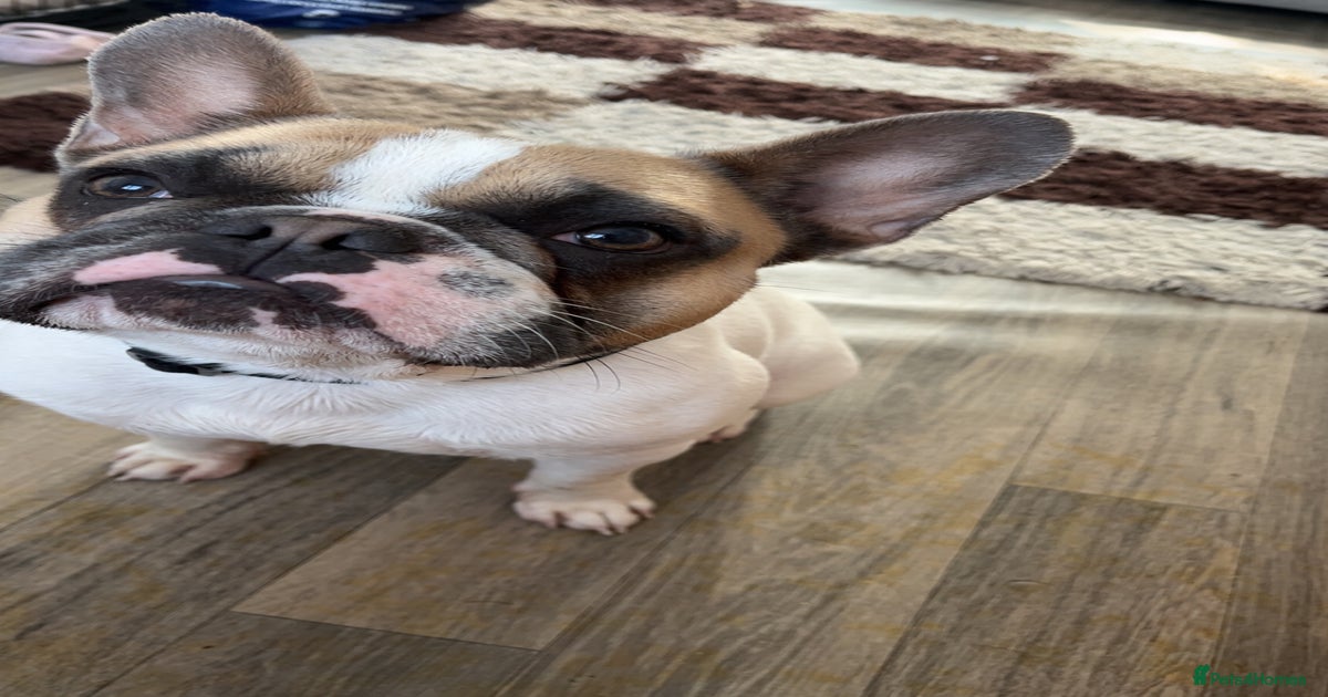 French bulldog for sale in Daventry | Pets4Homes