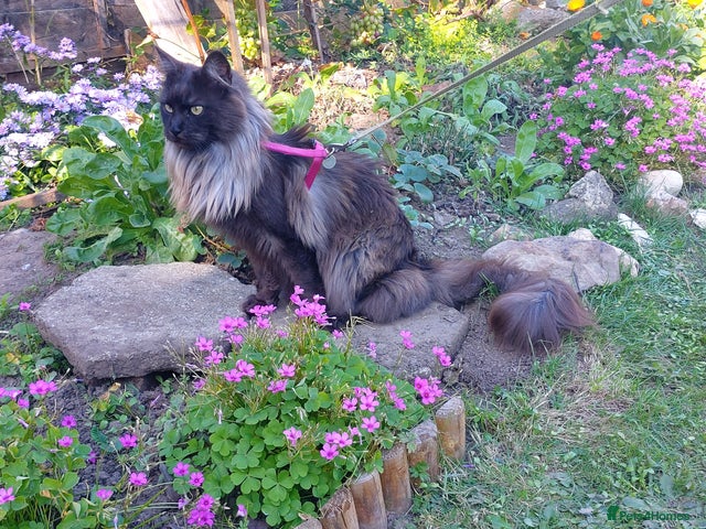 PEDIGREE BLACK SMOKE MAINE COON MALE TICA for sale in Orpington ...