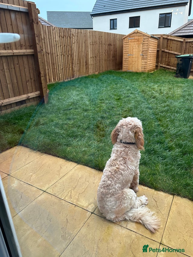 Cockapoo for rehoming for sale in | Pets4Homes