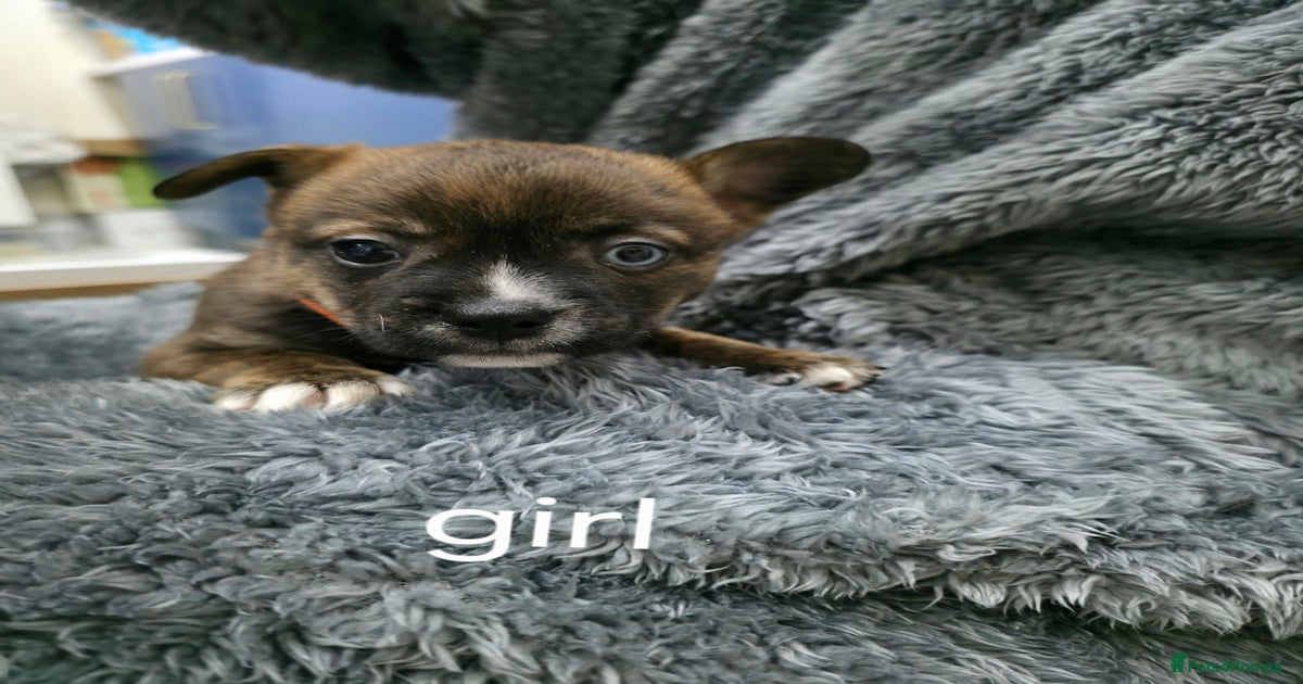 French Bulldog × Pomsky Puppies for Sale for sale in Dagenham | Pets4Homes