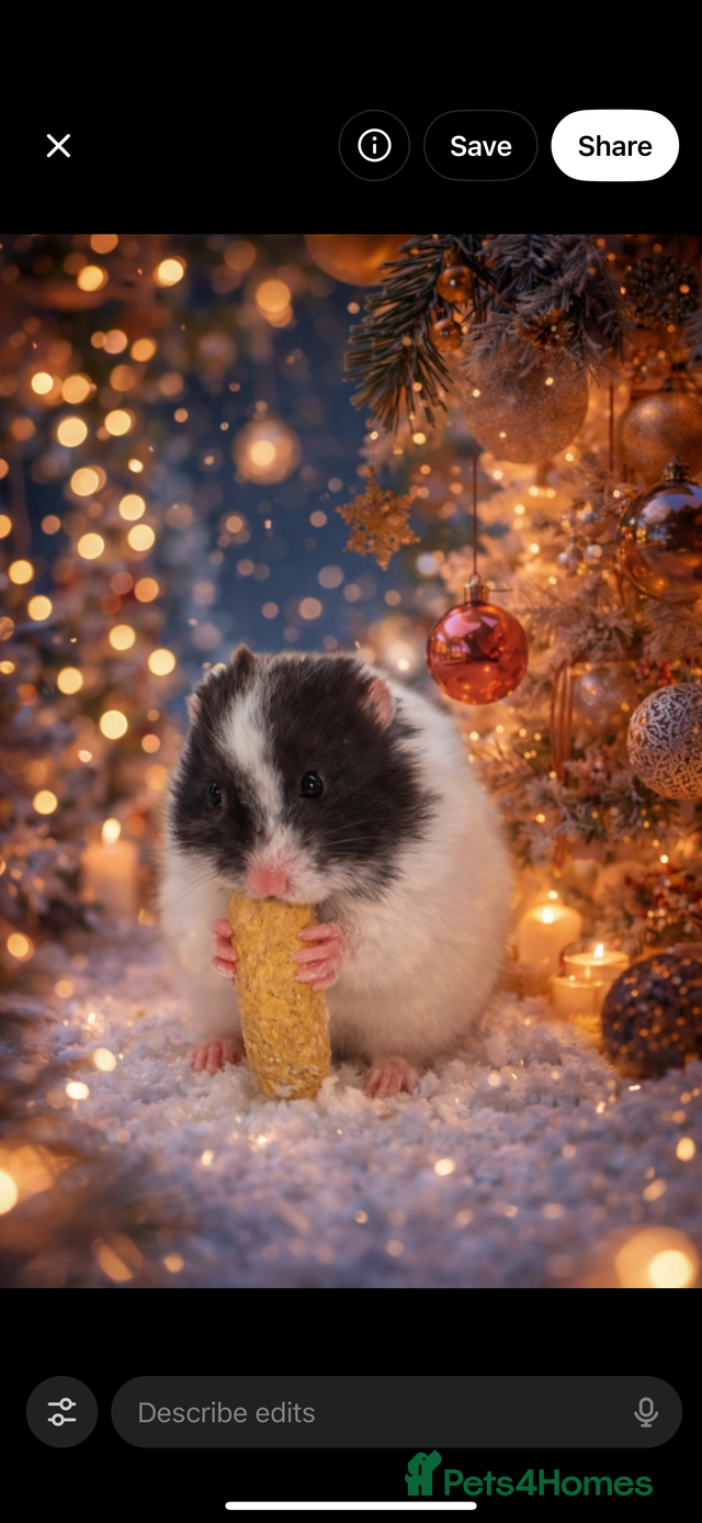 Baby hamsters for sale in London | Pets4Homes