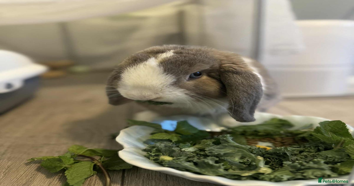Small lop rabbit for sale in Exeter | Pets4Homes