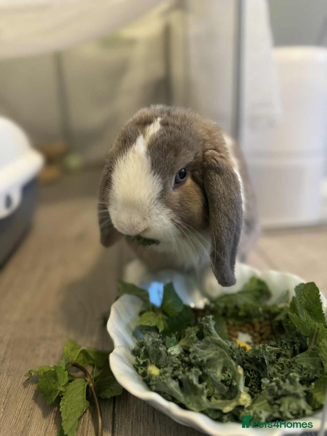 Small lop rabbit for sale in Exeter | Pets4Homes