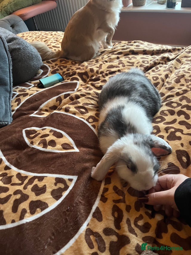 Beautiful boy rabbit for sale in Harlow | Pets4Homes