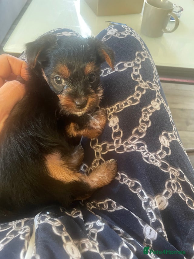 Ready to go 2 boys snd 2 girls for sale in Manchester | Pets4Homes