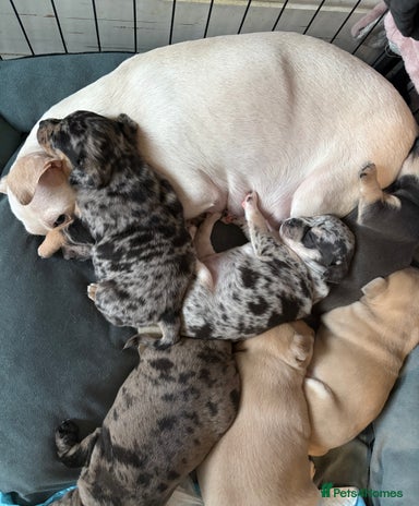 Chug Dogs Breed - Information, Temperament, Size & Price | Pets4Homes