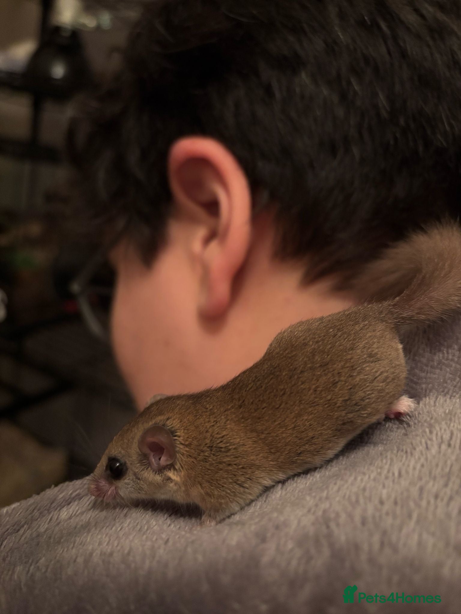 4 female micro squirrels and cage for sale in Holywell | Pets4Homes