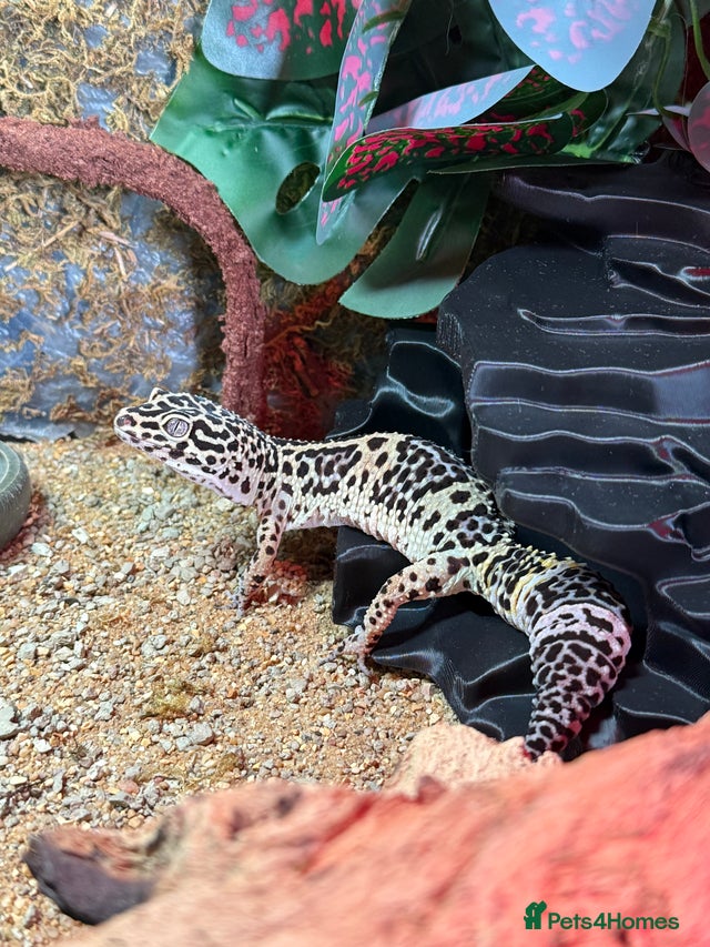 Leopard Gecko for sale in Bridlington | Pets4Homes