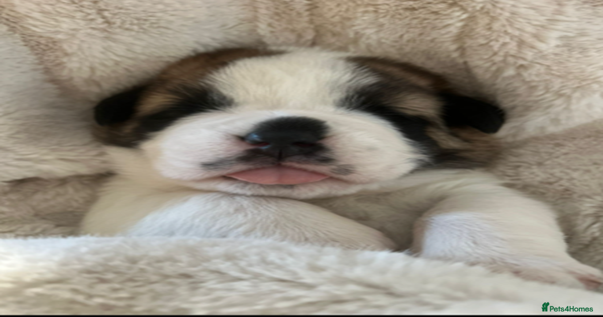 Exceptional St. Bernard Puppies ~ Health Tested for sale in Solihull ...