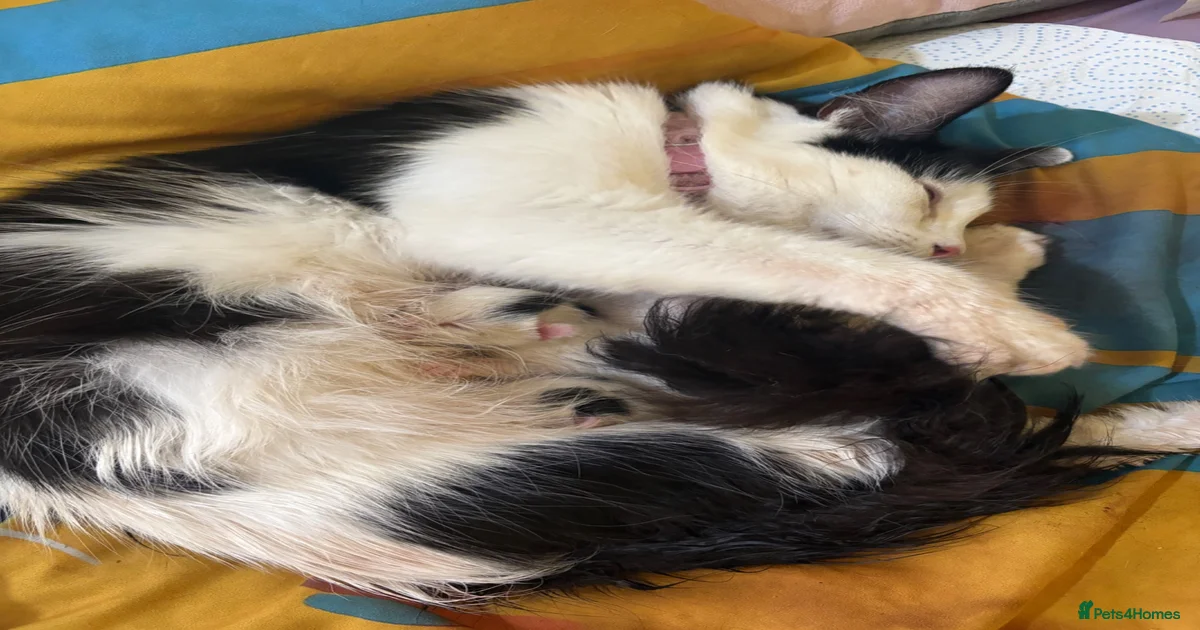 🐱Adordable Turkish Van x Ragdoll Kittens🐱 for sale in Mexborough ...