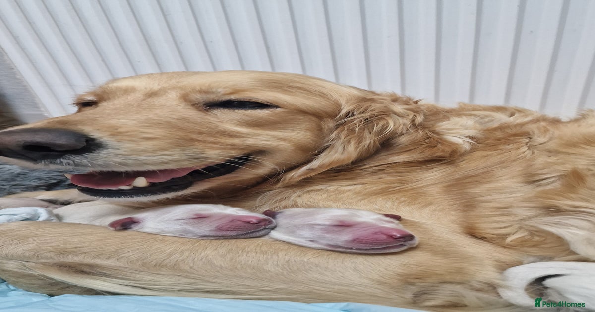 A Legacy of Champions! Golden Retriever for sale in Greenford | Pets4Homes